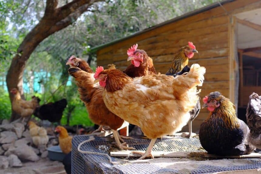 Nom de poule : plus de 150 idées de prénoms